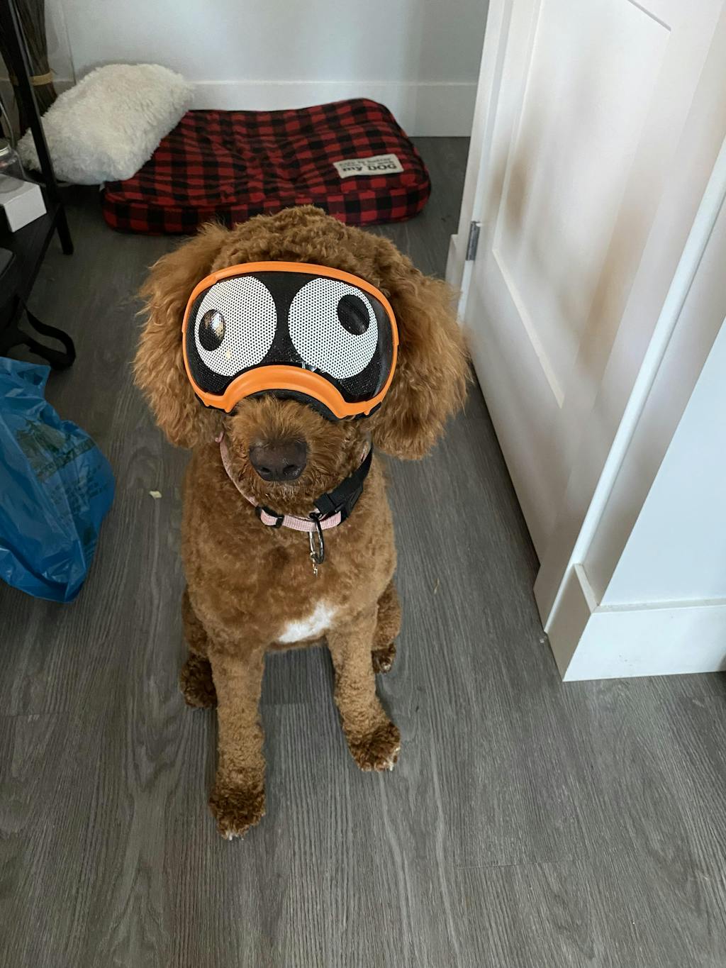 Lens Wraps – Rex Specs