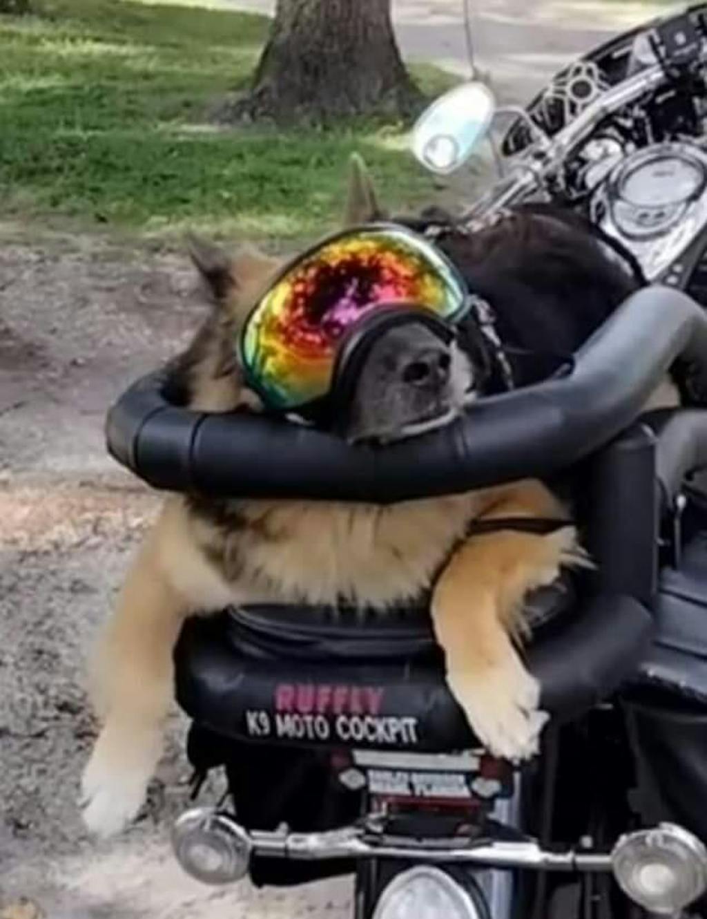 Lens Wraps – Rex Specs