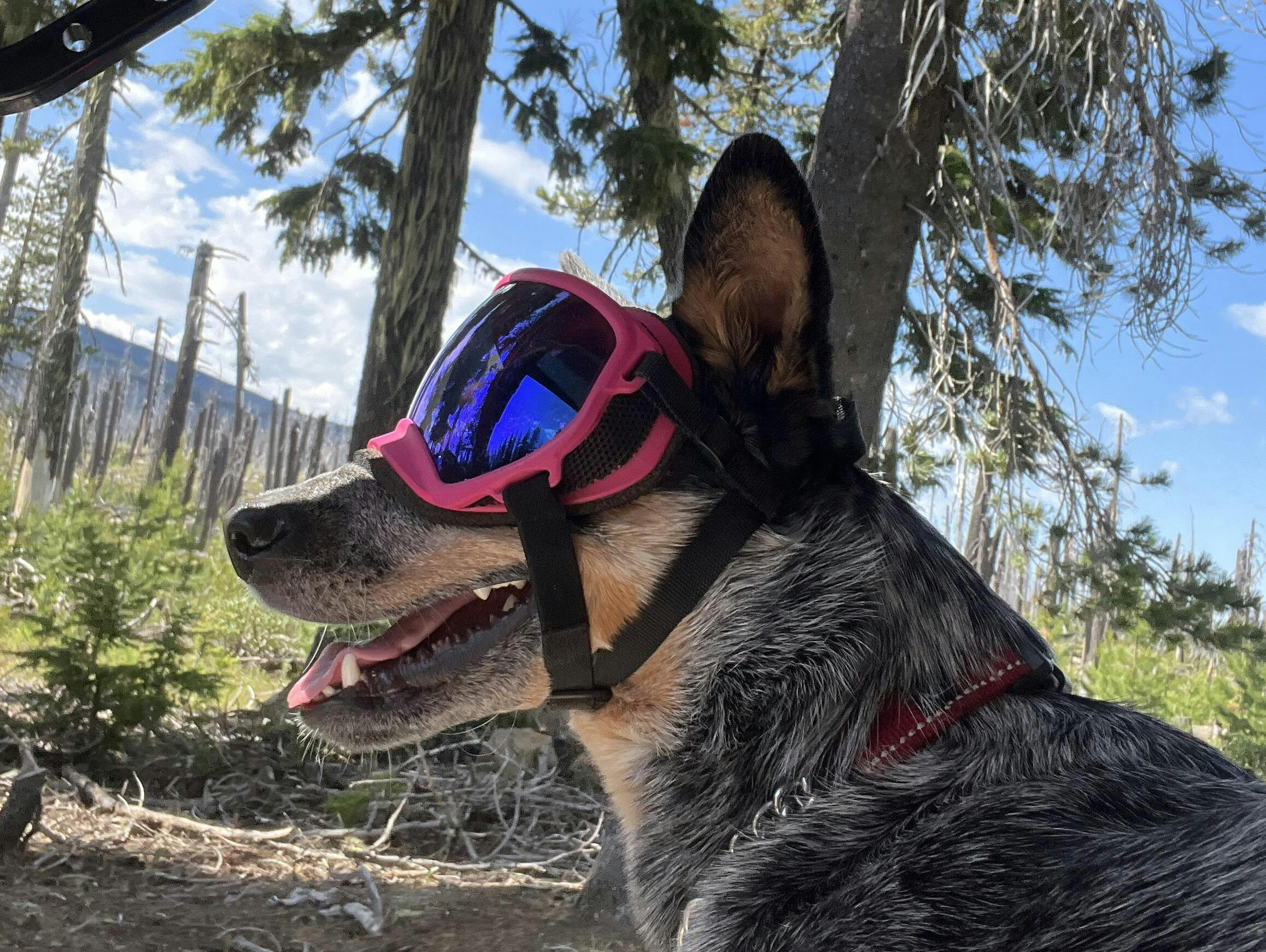 Original Replacement Lenses – Rex Specs