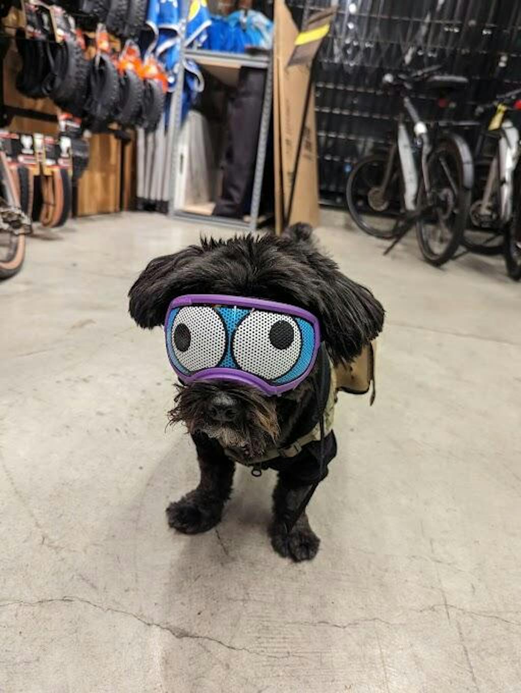 Lens Wraps Keep Your Dog's Rex Specs Lenses Clean & Scratch-Free