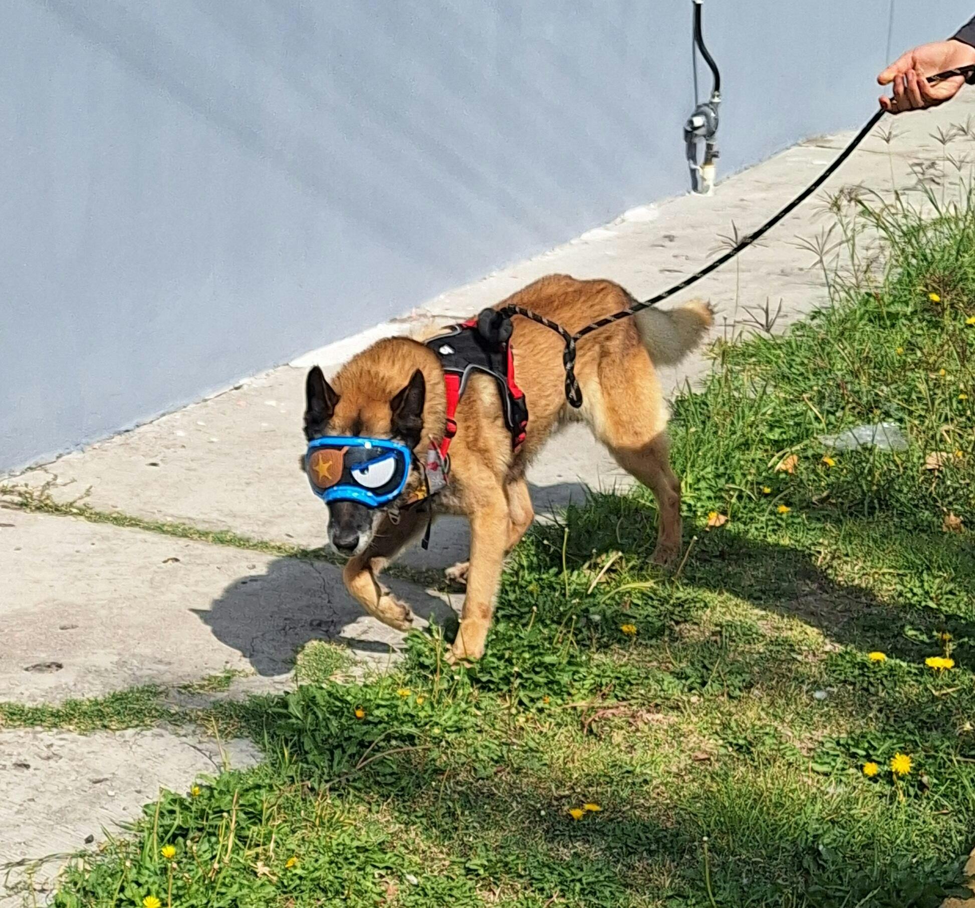 Lens Wraps Keep Your Dog's Rex Specs Lenses Clean & Scratch-Free