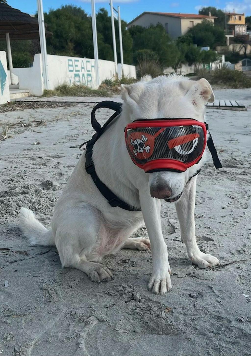 Lens Wraps Keep Your Dog's Rex Specs Lenses Clean & Scratch-Free