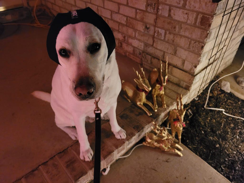 Ear Pro | Dog Ear & Hearing Protection | Rex Specs