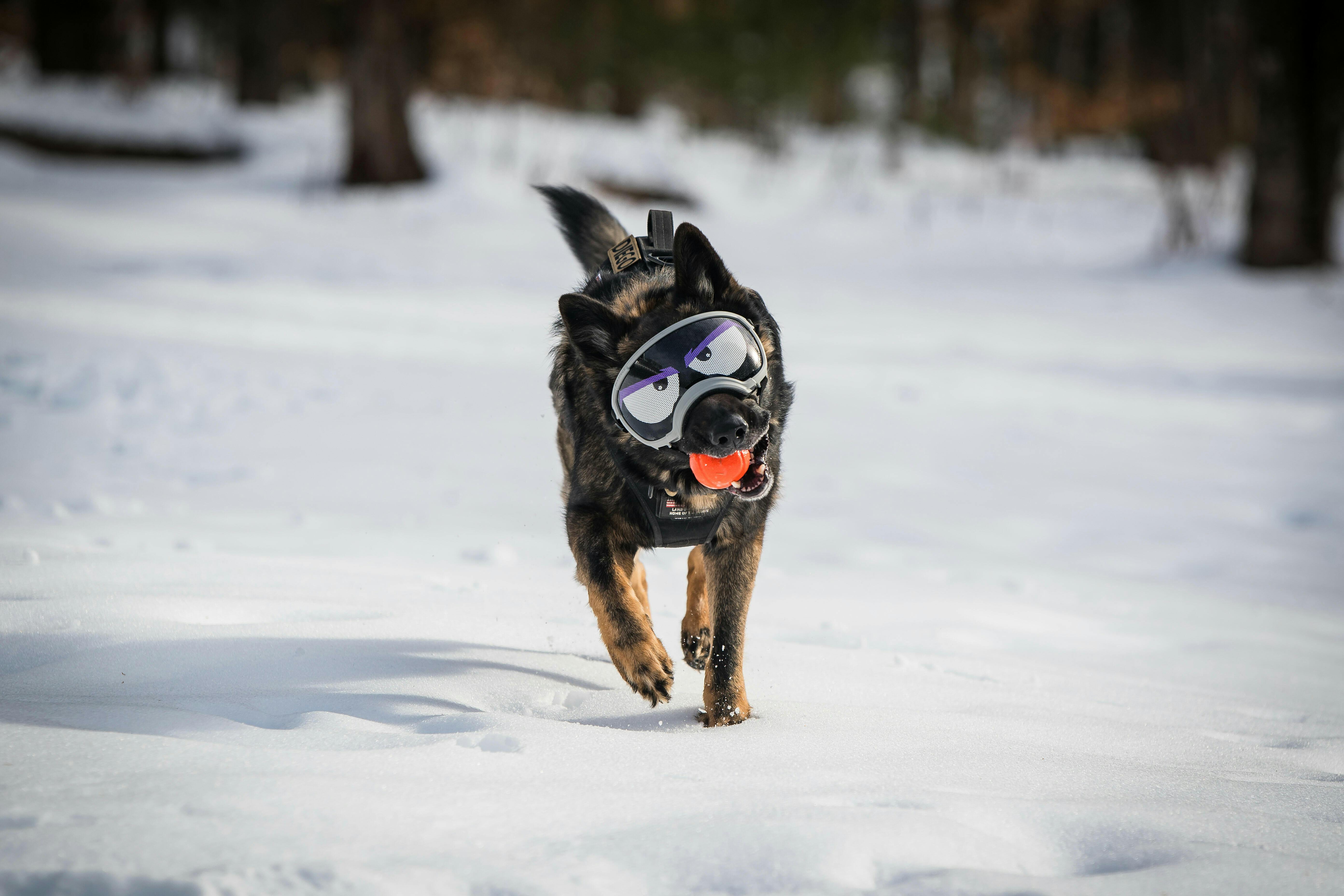 Lens Wraps Keep Your Dog's Rex Specs Lenses Clean & Scratch-Free