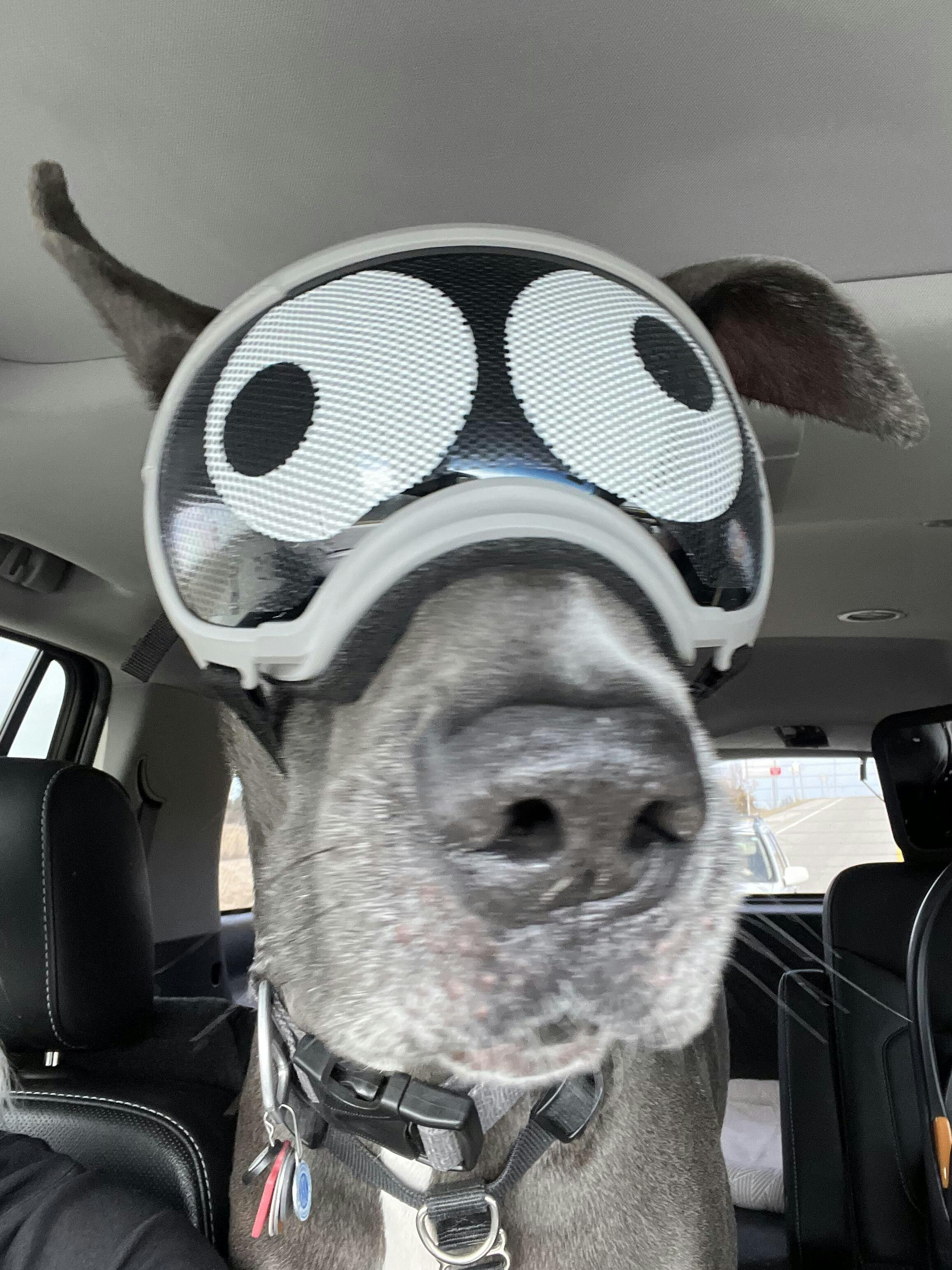 Lens Wraps Keep Your Dog's Rex Specs Lenses Clean & Scratch-Free