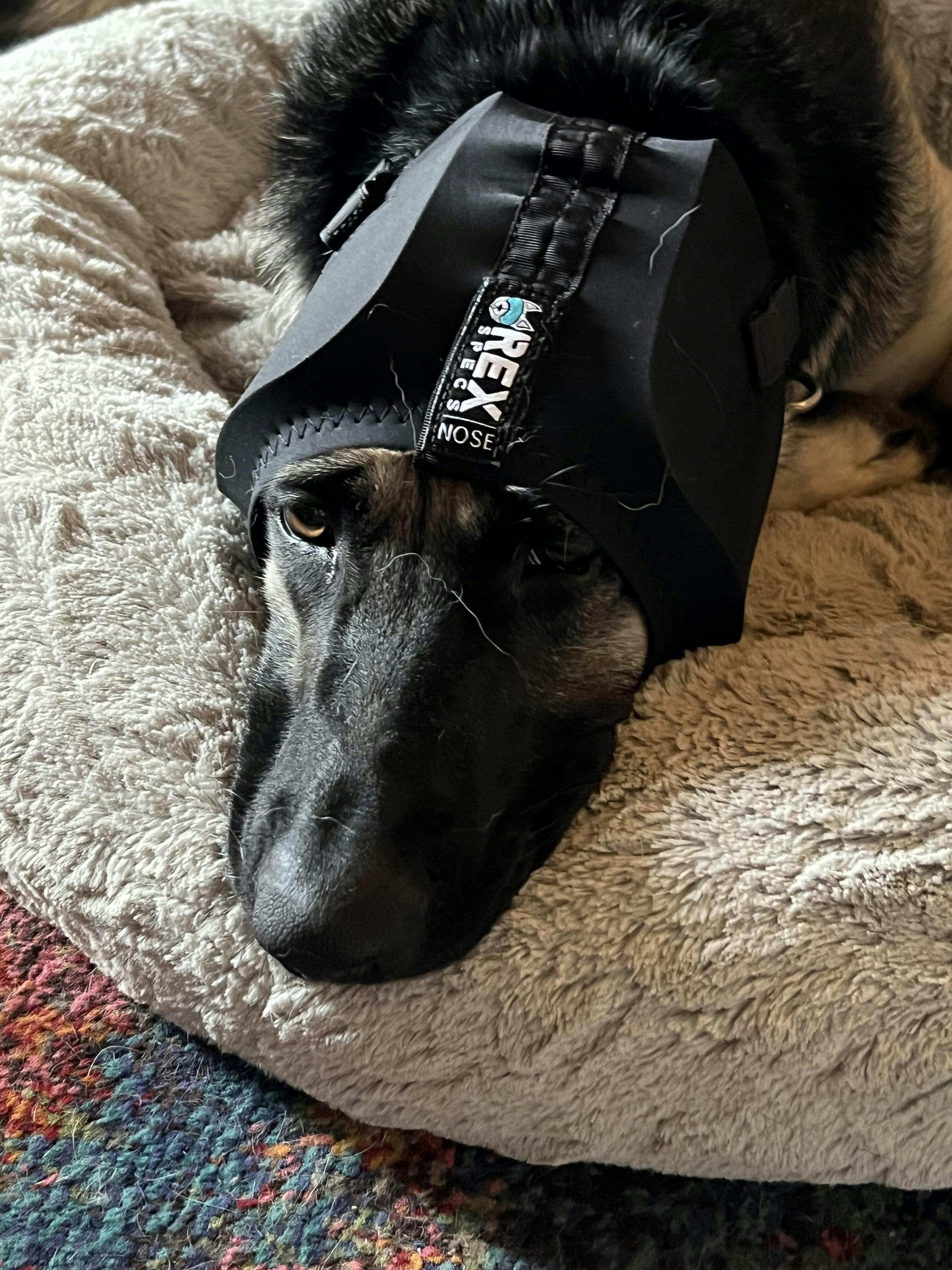 Ear Pro | Dog Ear & Hearing Protection | Rex Specs