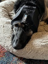 Ear Pro | Dog Ear & Hearing Protection | Rex Specs