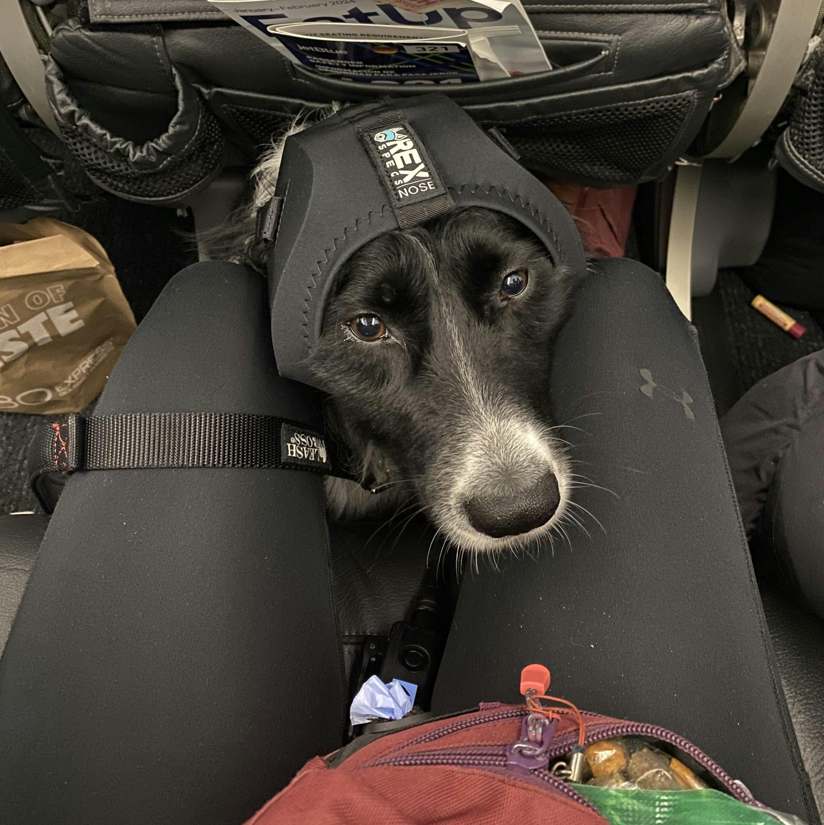 Ear Pro | Dog Ear & Hearing Protection | Rex Specs