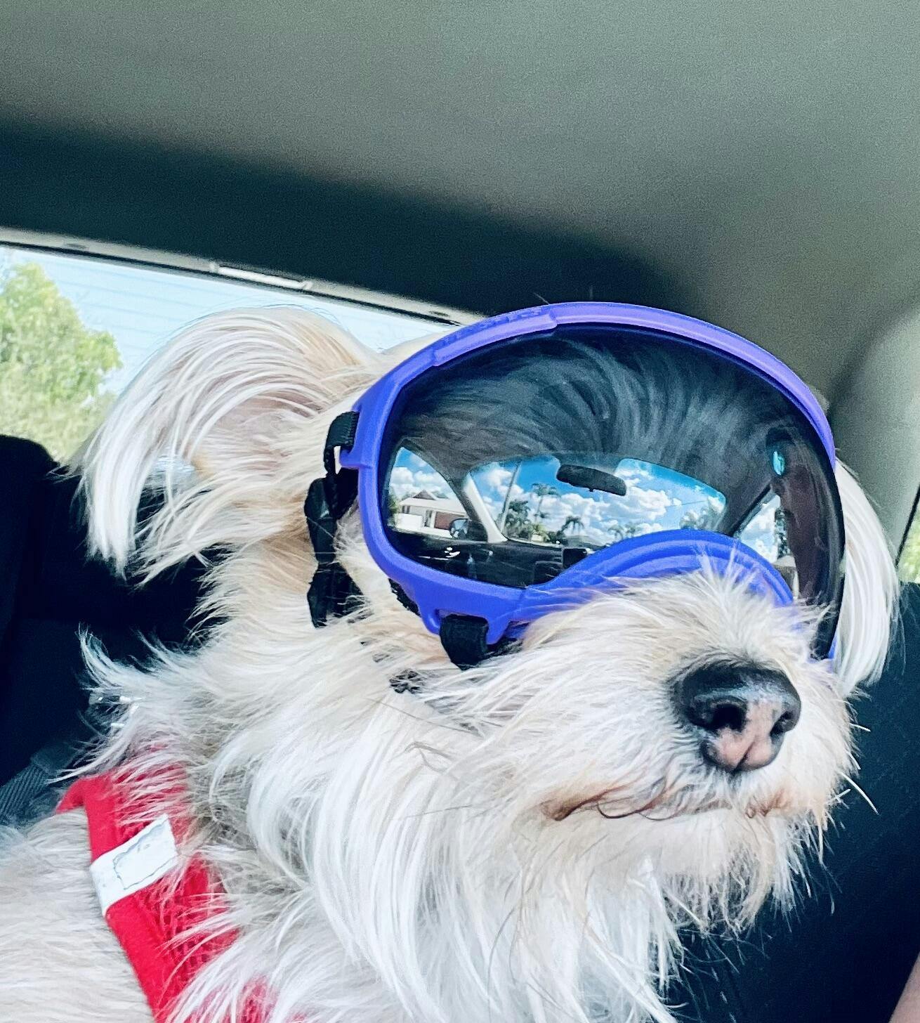 V2 Replacement Lenses – Rex Specs