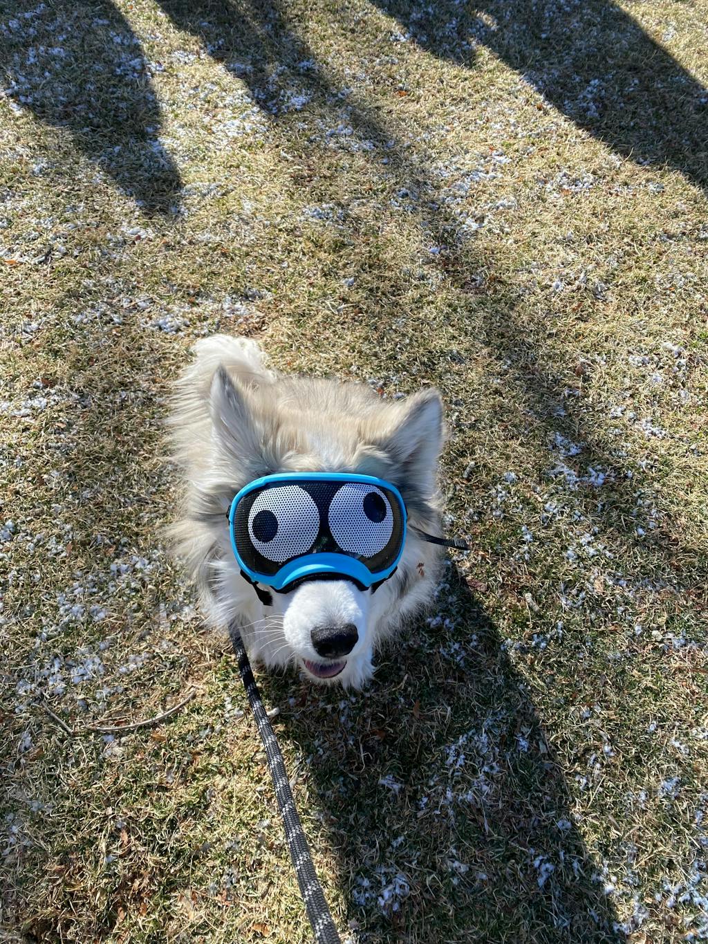 Lens Wraps Keep Your Dog's Rex Specs Lenses Clean & Scratch-Free