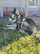 Ear Pro | Dog Ear & Hearing Protection | Rex Specs