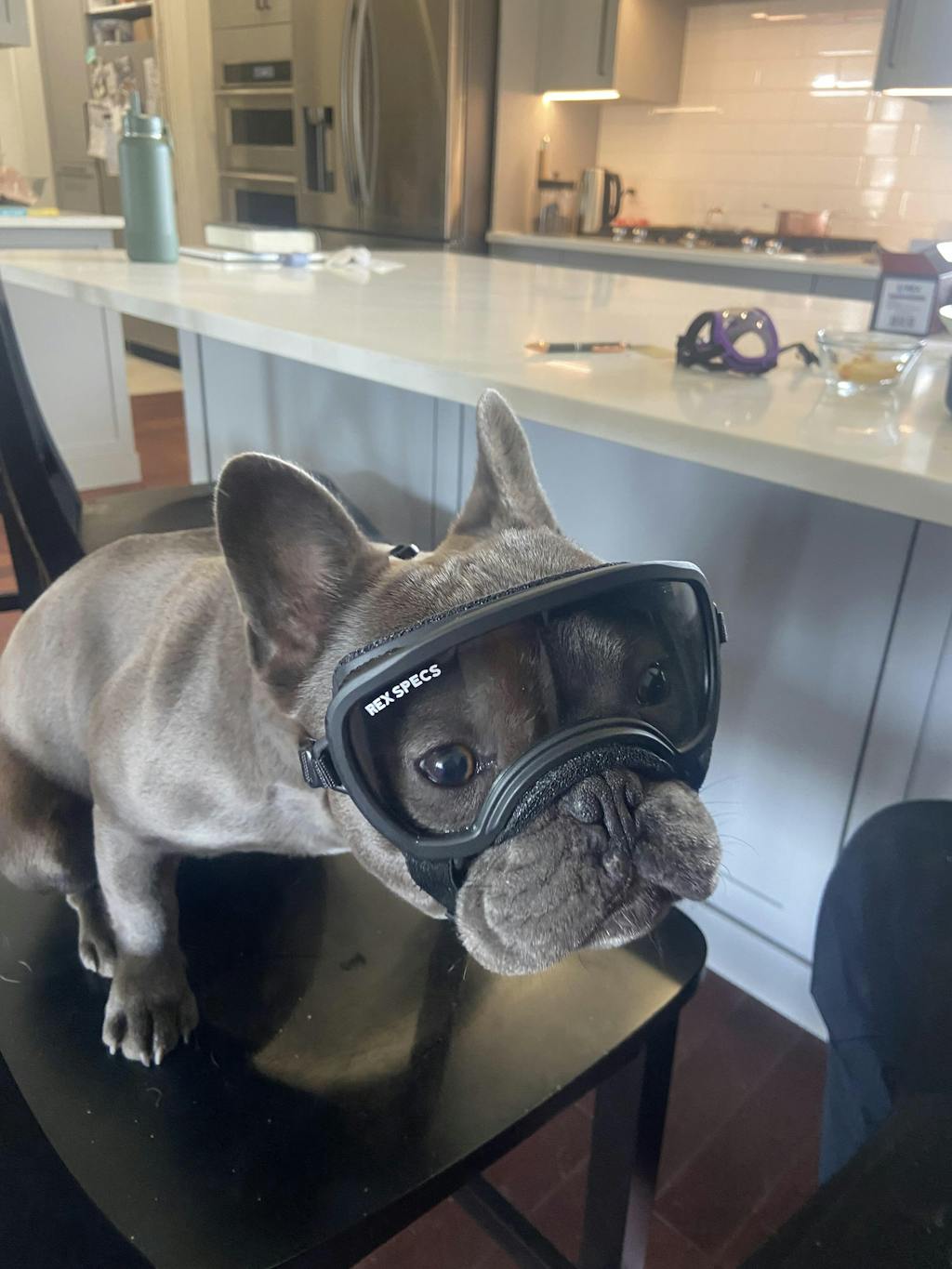 Small Wide Goggle - The Perfect Fit for Dogs with Wider Faces – Rex Specs