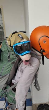 Ear Pro | Dog Ear & Hearing Protection | Rex Specs