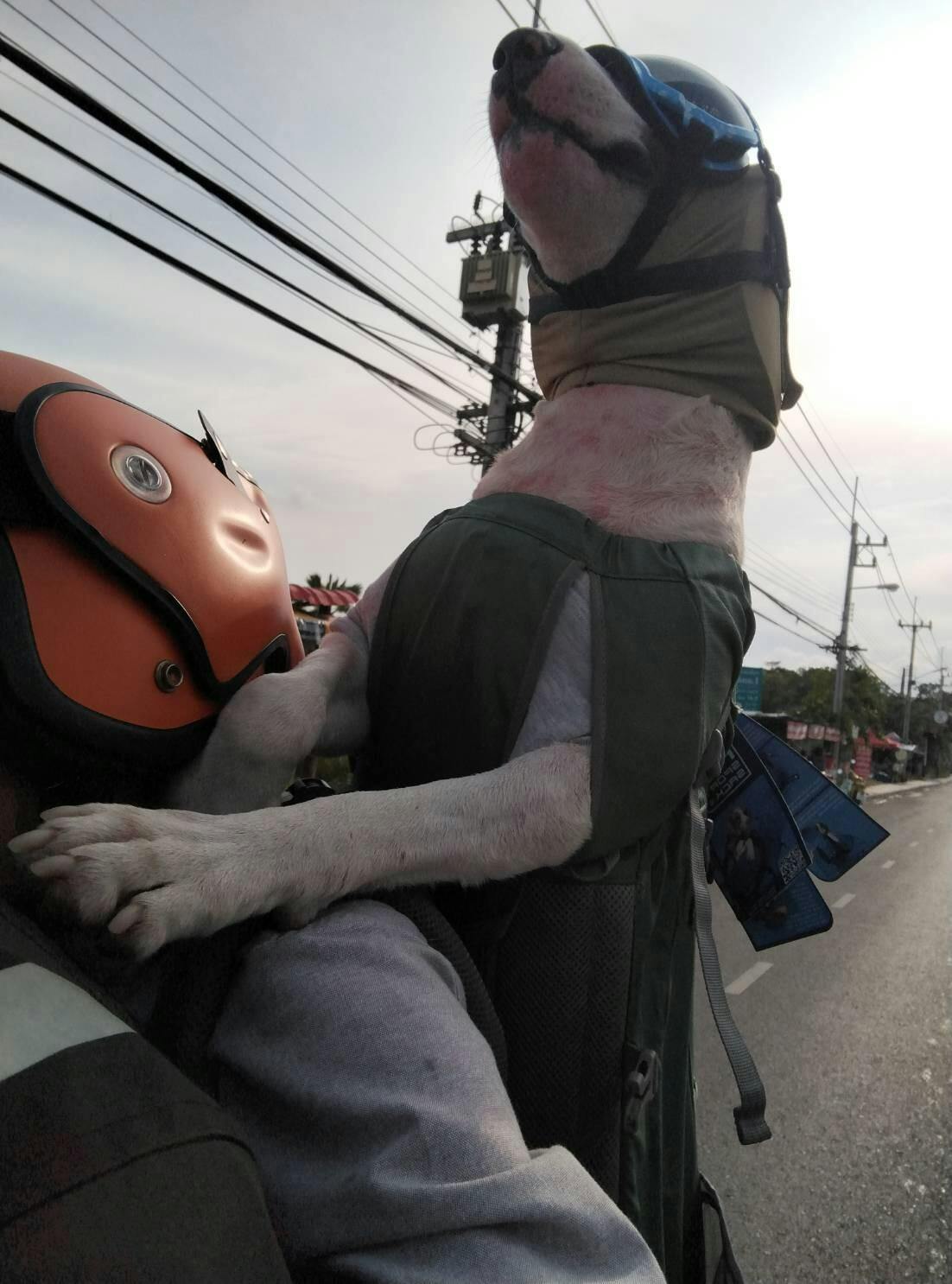 Ear Pro | Dog Ear & Hearing Protection | Rex Specs