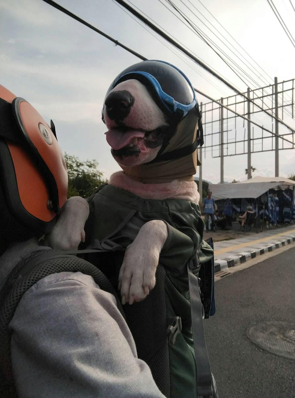 Ear Pro | Dog Ear & Hearing Protection | Rex Specs