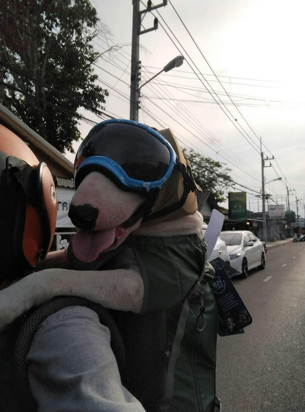 Ear Pro | Dog Ear & Hearing Protection | Rex Specs