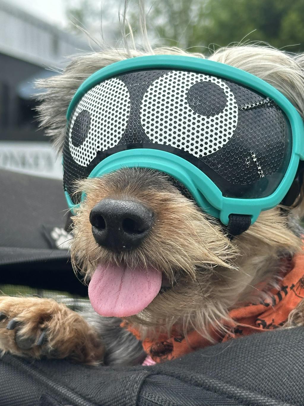 Lens Wraps Keep Your Dog's Rex Specs Lenses Clean & Scratch-Free