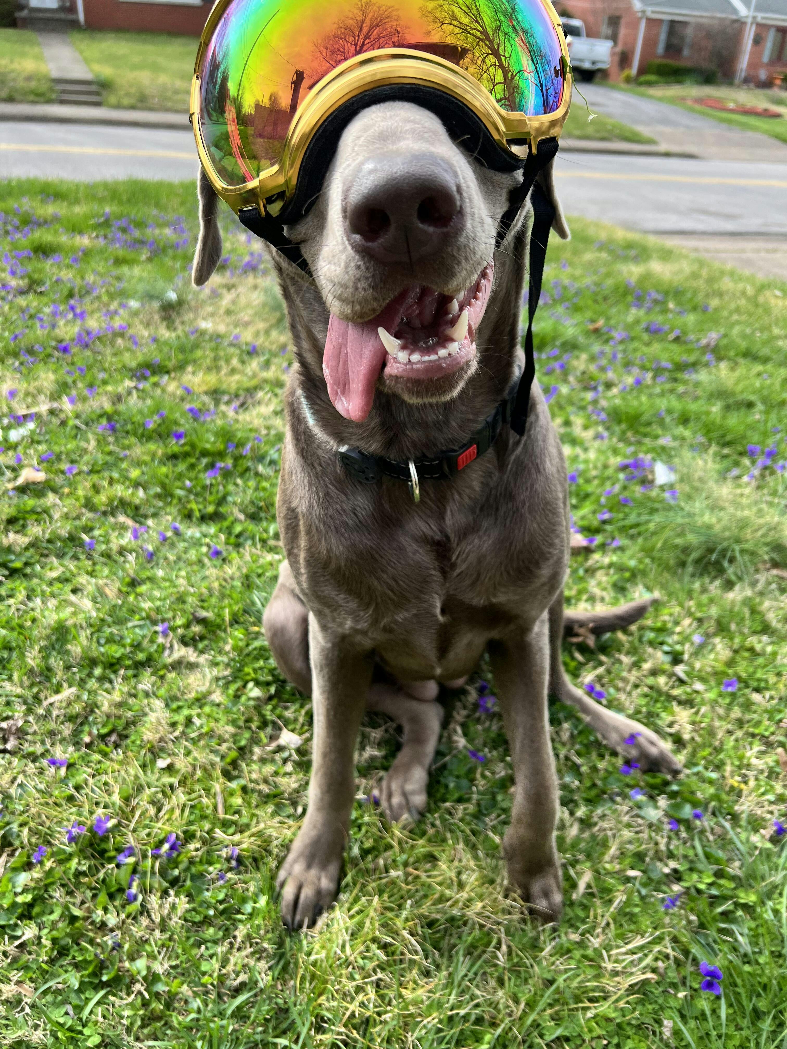 Lens Wraps Keep Your Dog's Rex Specs Lenses Clean & Scratch-Free