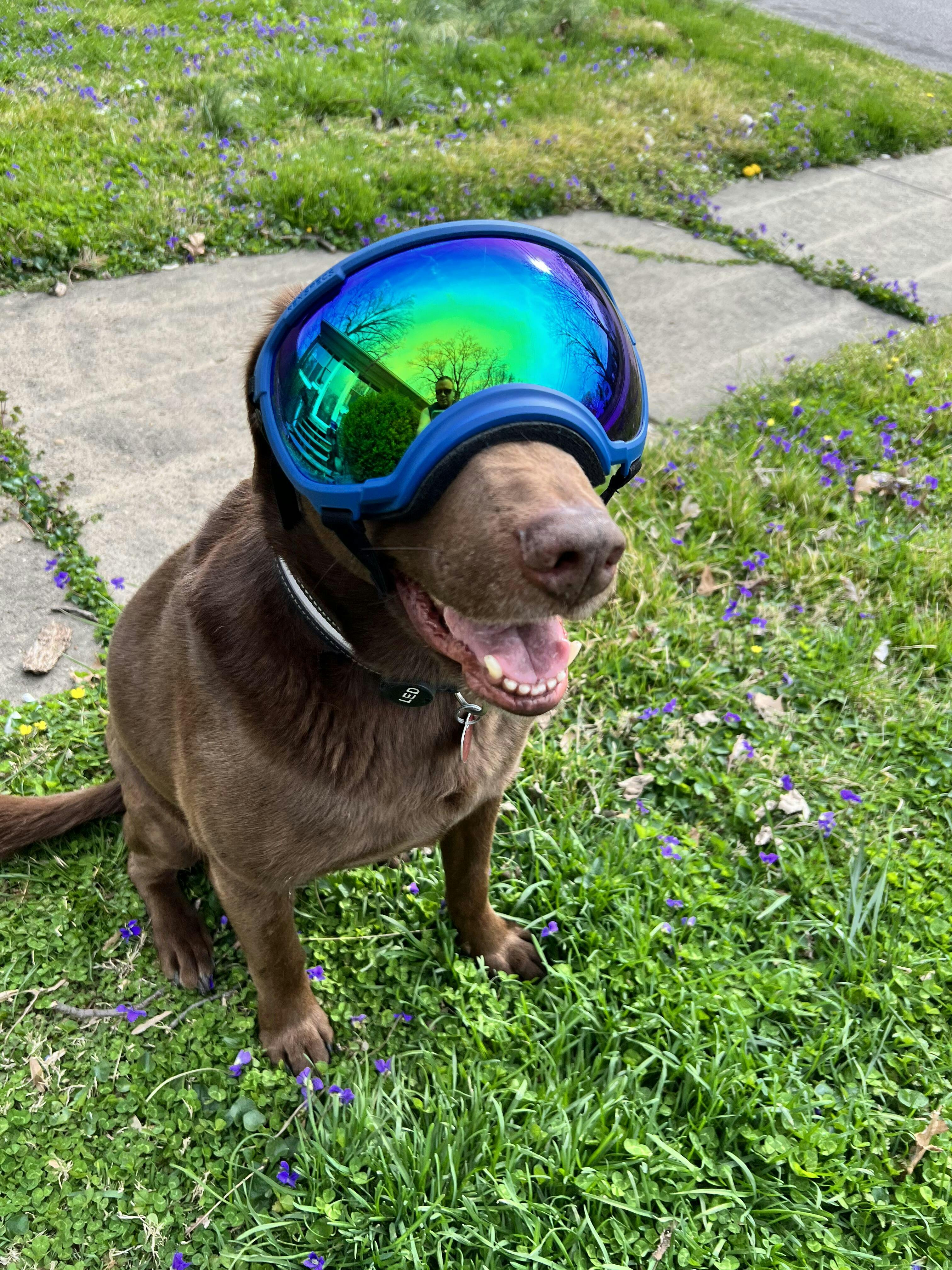 Lens Wraps Keep Your Dog's Rex Specs Lenses Clean & Scratch-Free