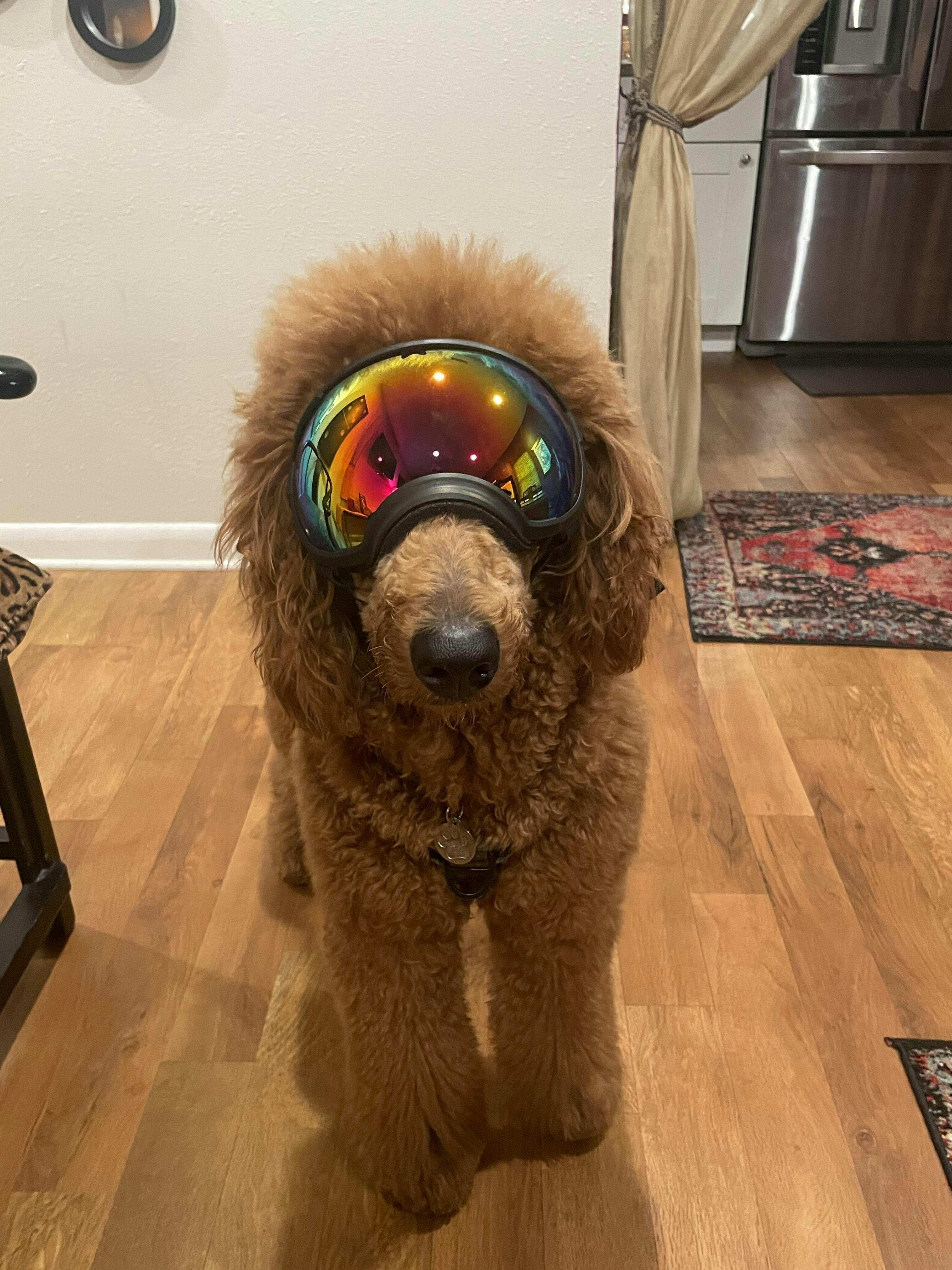 Lens Wraps Keep Your Dog's Rex Specs Lenses Clean & Scratch-Free