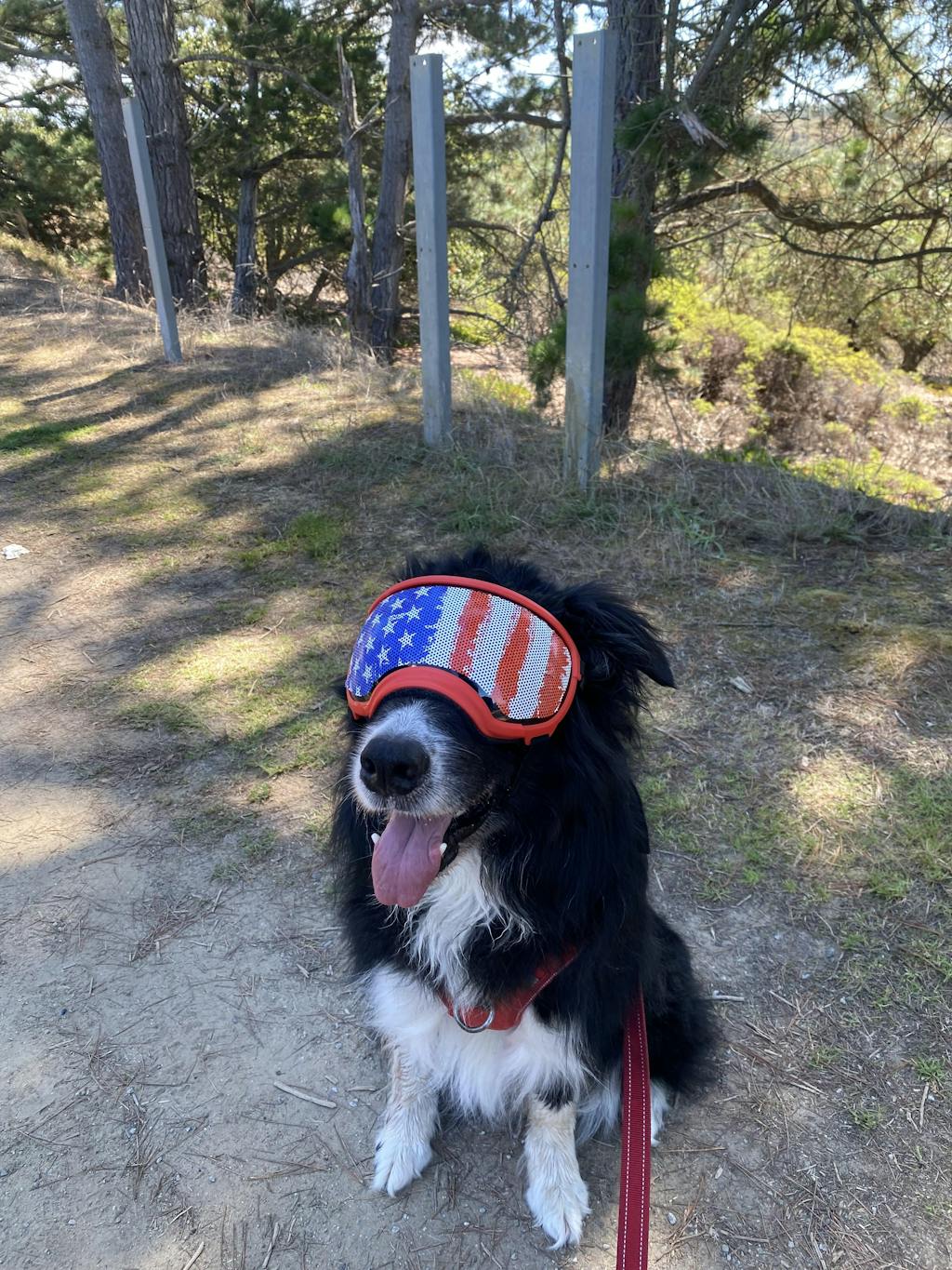 Lens Wraps Keep Your Dog's Rex Specs Lenses Clean & Scratch-Free