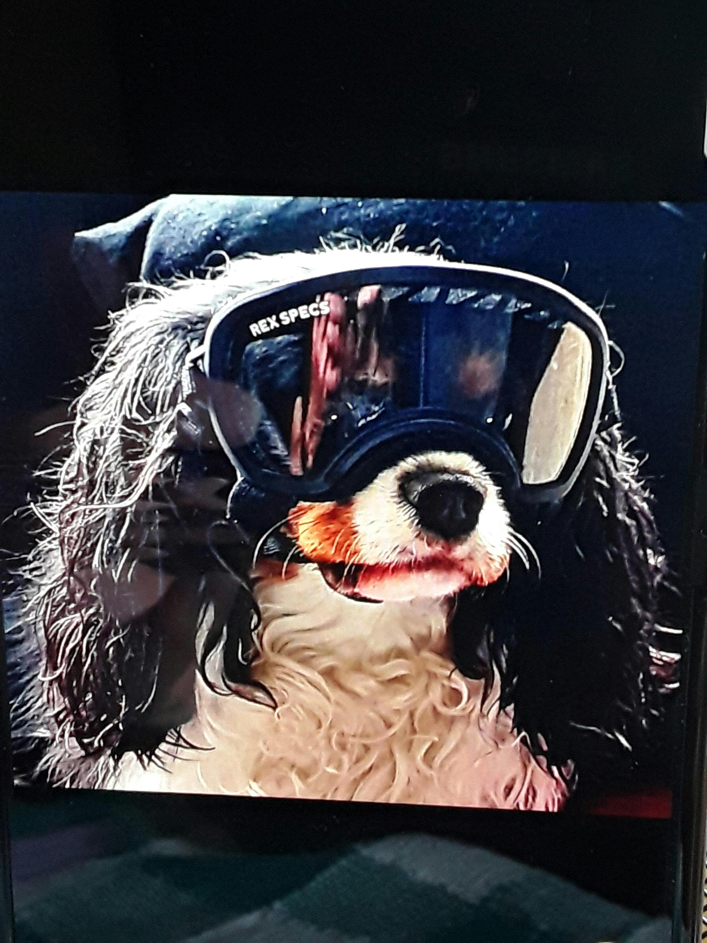 Small Wide Goggle - The Perfect Fit for Dogs with Wider Faces – Rex Specs