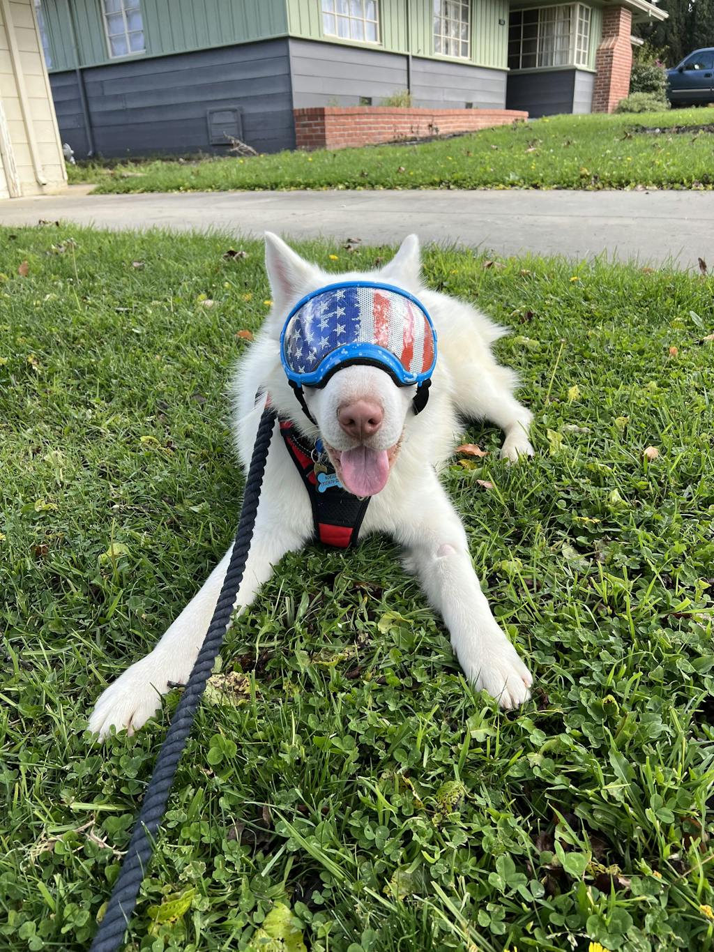 Lens Wraps Keep Your Dog's Rex Specs Lenses Clean & Scratch-Free