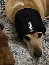 Ear Pro | Dog Ear & Hearing Protection | Rex Specs