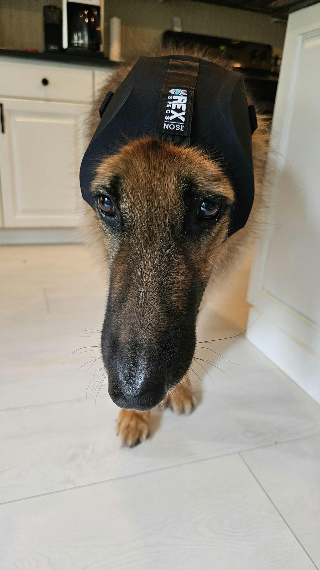 Ear Pro | Dog Ear & Hearing Protection | Rex Specs