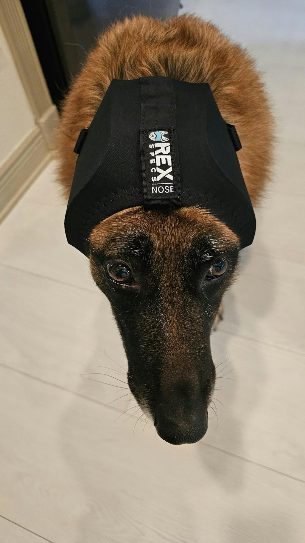 Ear Pro | Dog Ear & Hearing Protection | Rex Specs