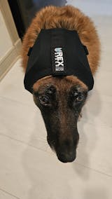 Ear Pro | Dog Ear & Hearing Protection | Rex Specs