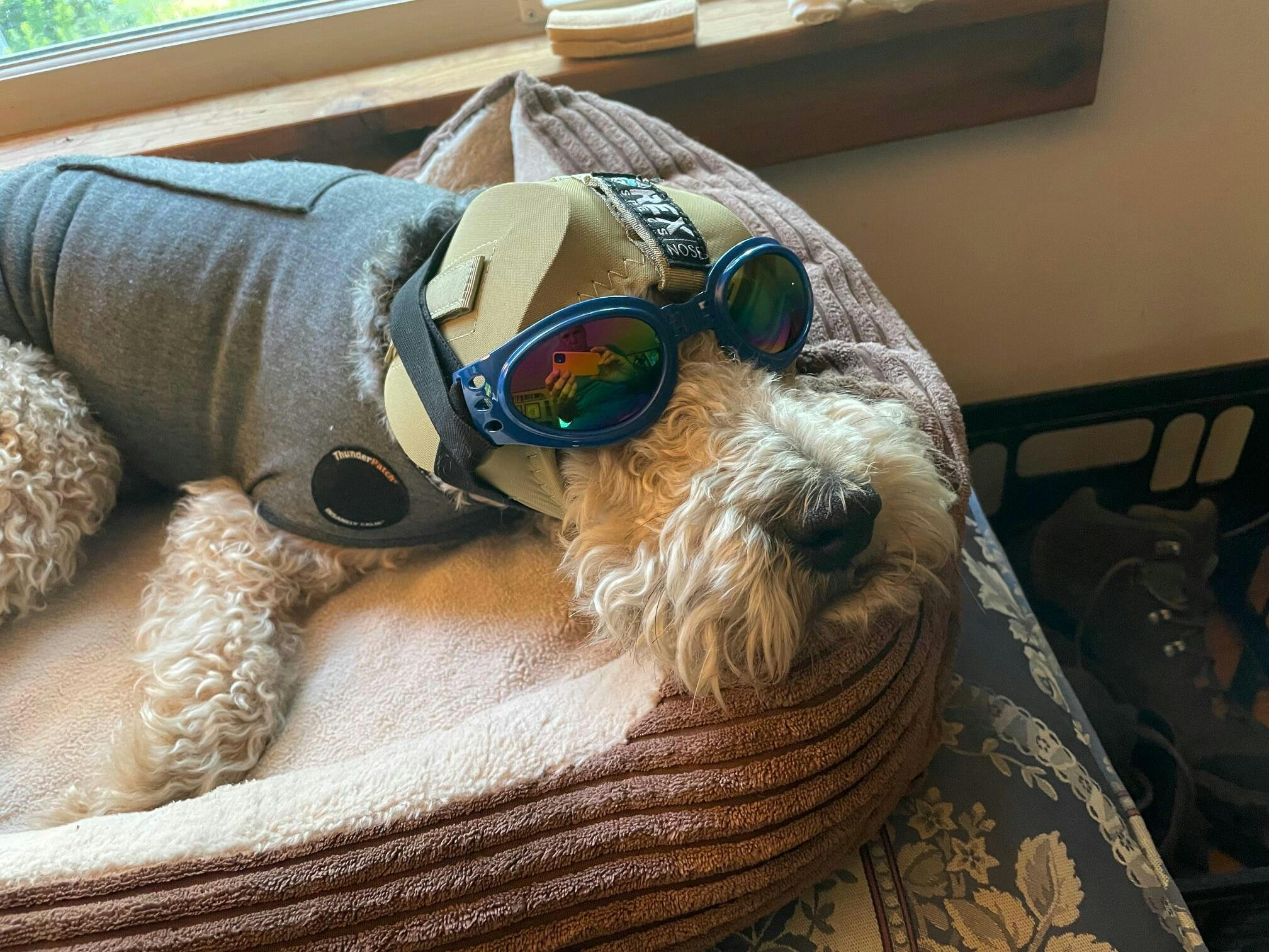 Ear Pro | Dog Ear & Hearing Protection | Rex Specs