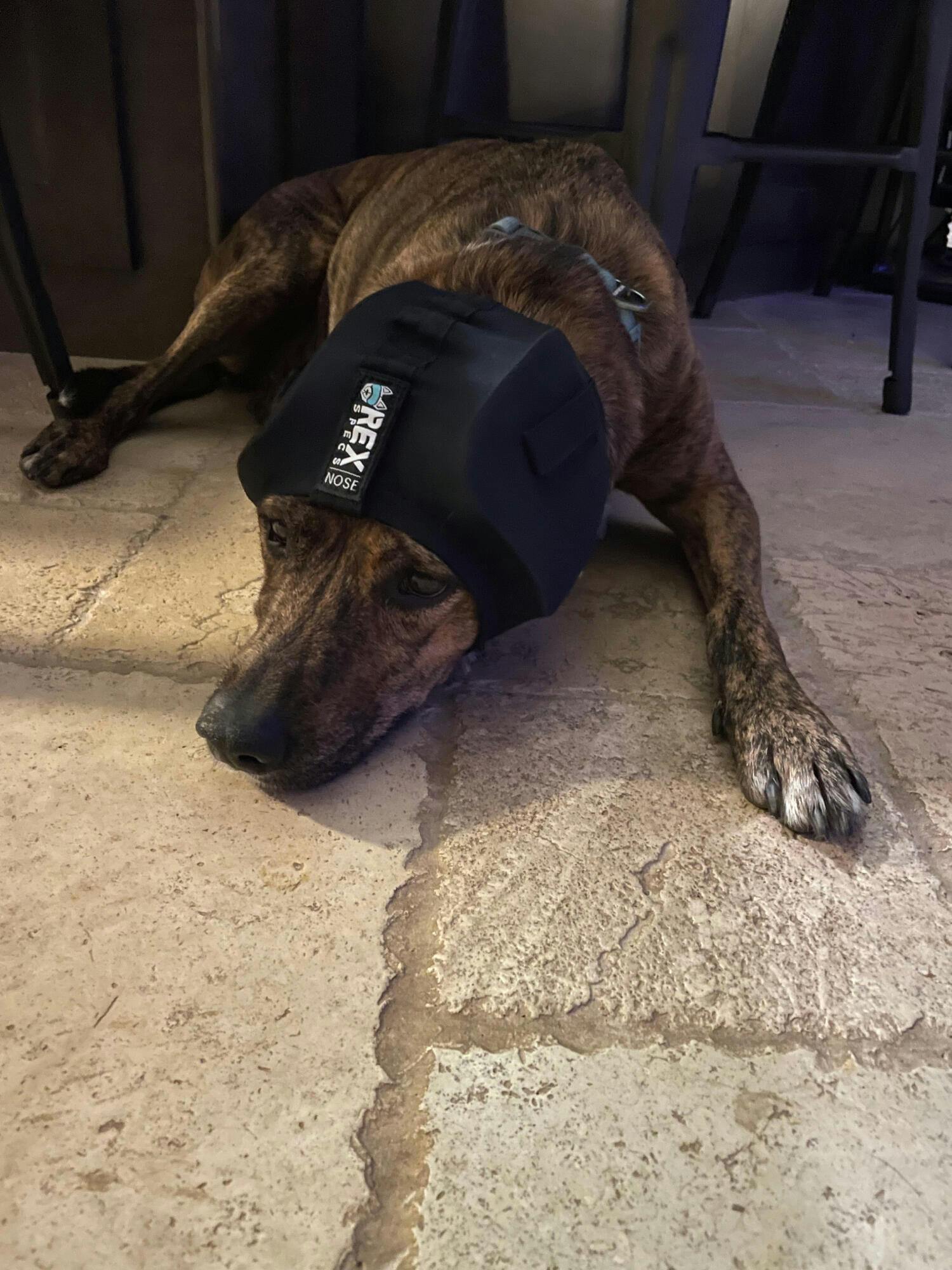 Ear Pro | Dog Ear & Hearing Protection | Rex Specs