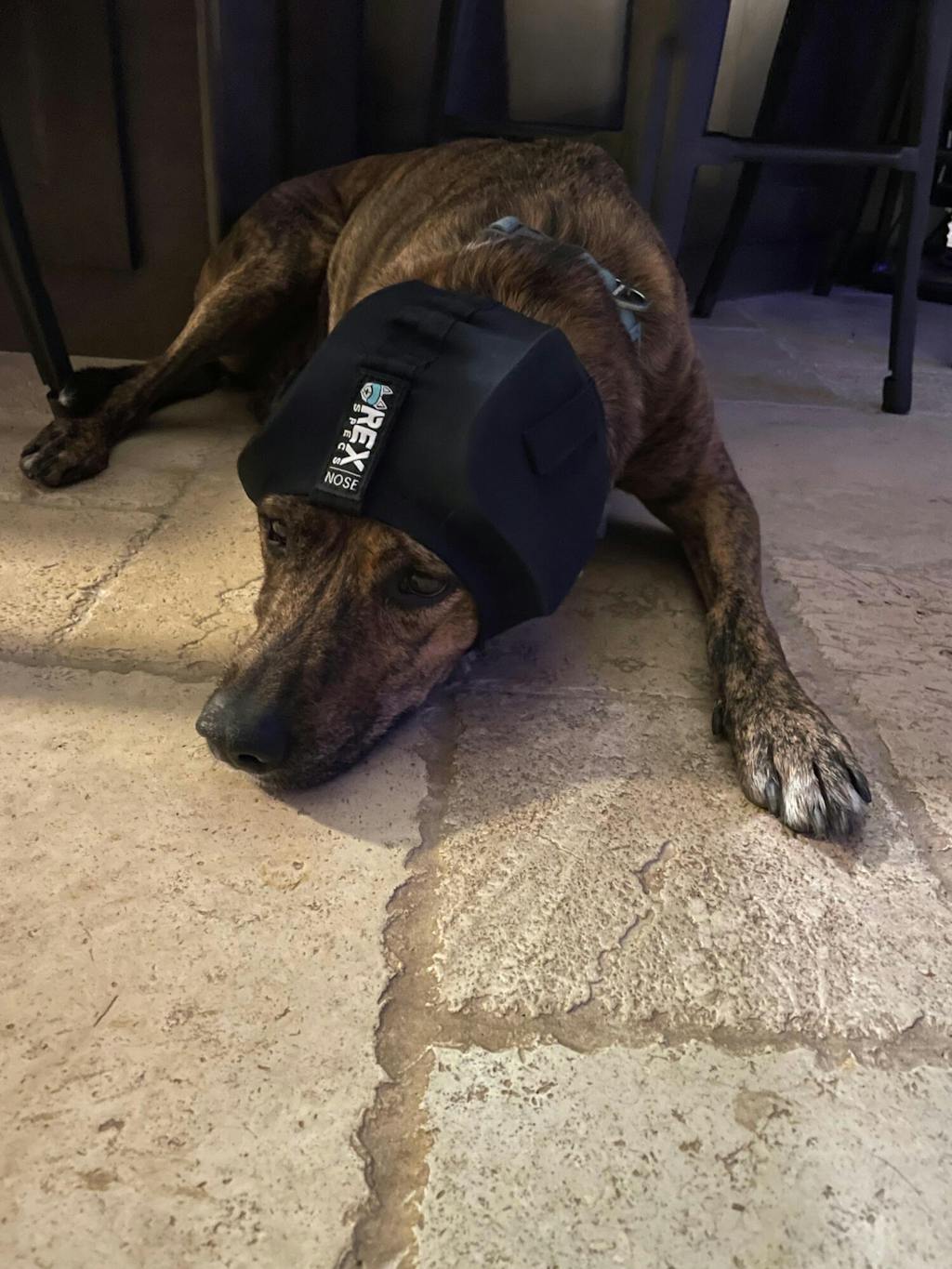 Ear Pro | Dog Ear & Hearing Protection | Rex Specs