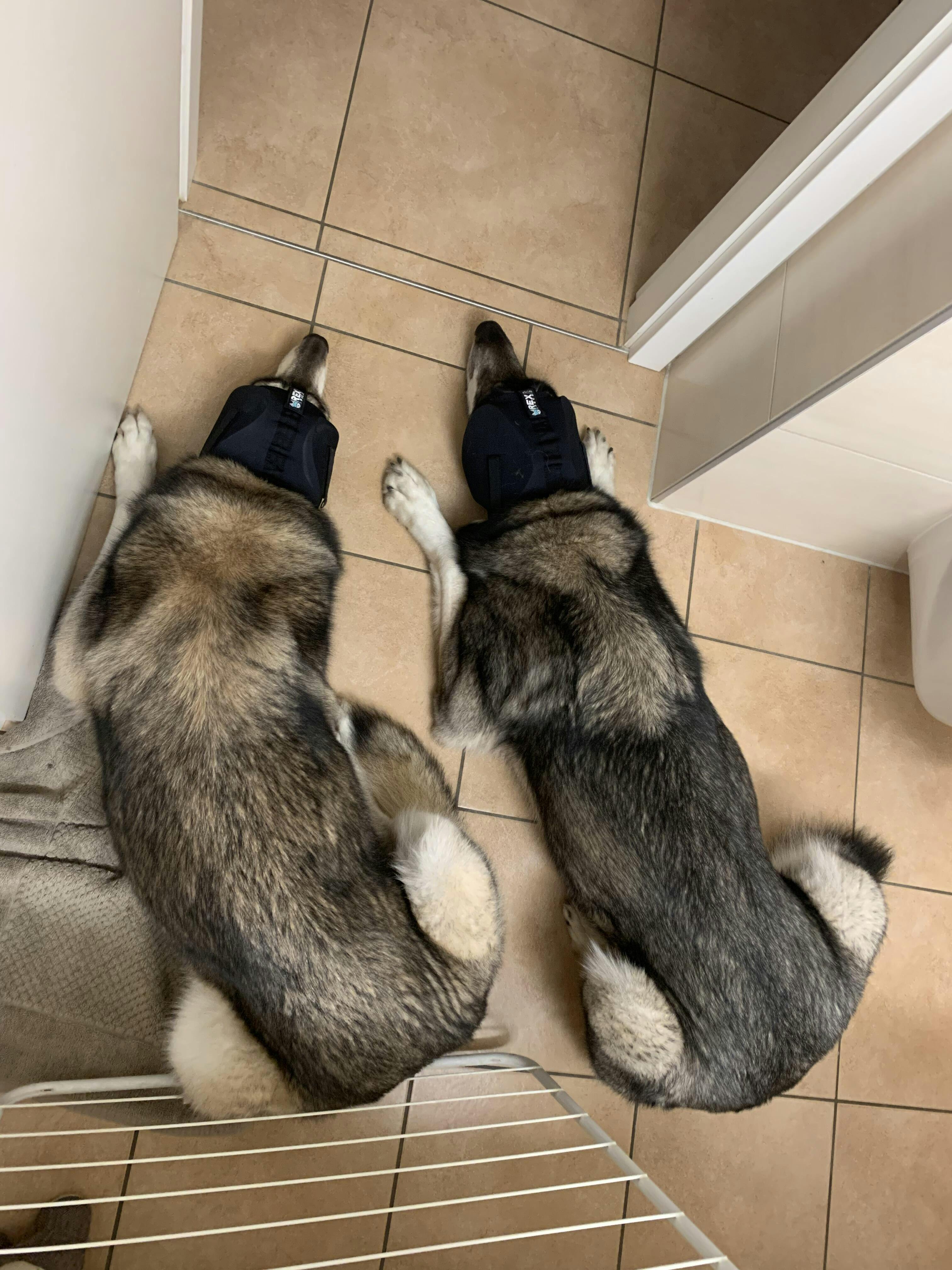 Ear Pro | Dog Ear & Hearing Protection | Rex Specs