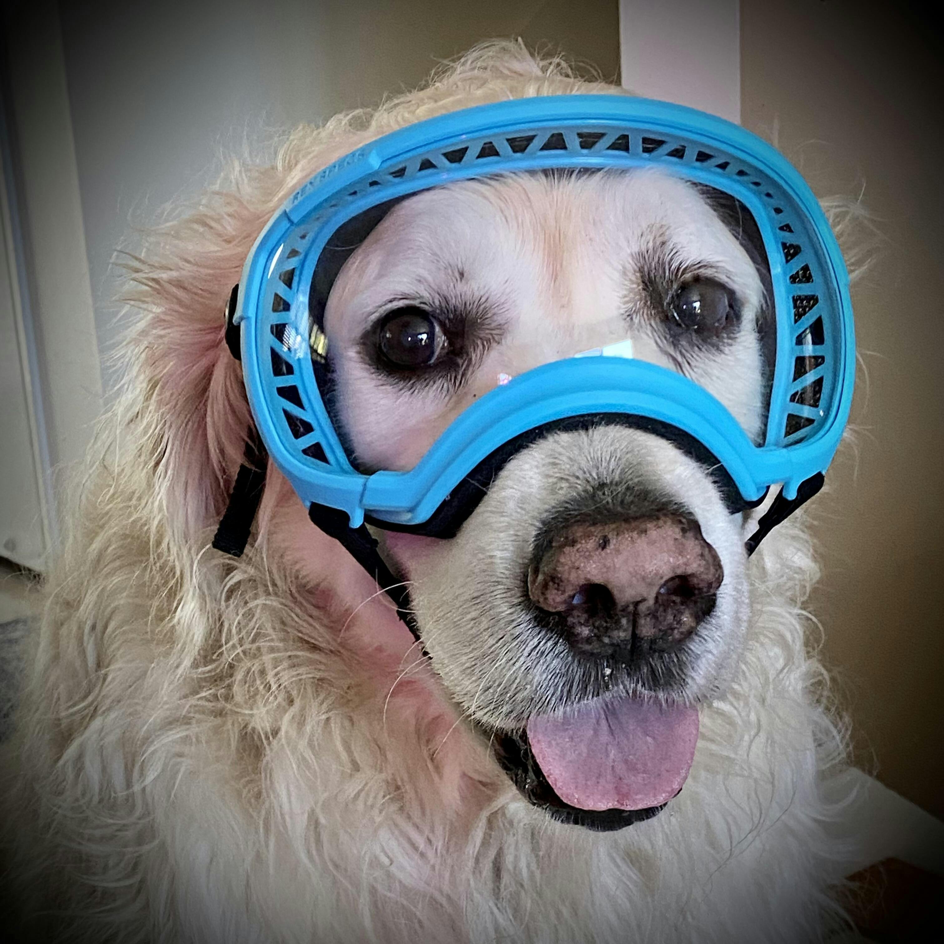 Dog Eyewear | Dog Goggles Eye Protection | Rex Specs