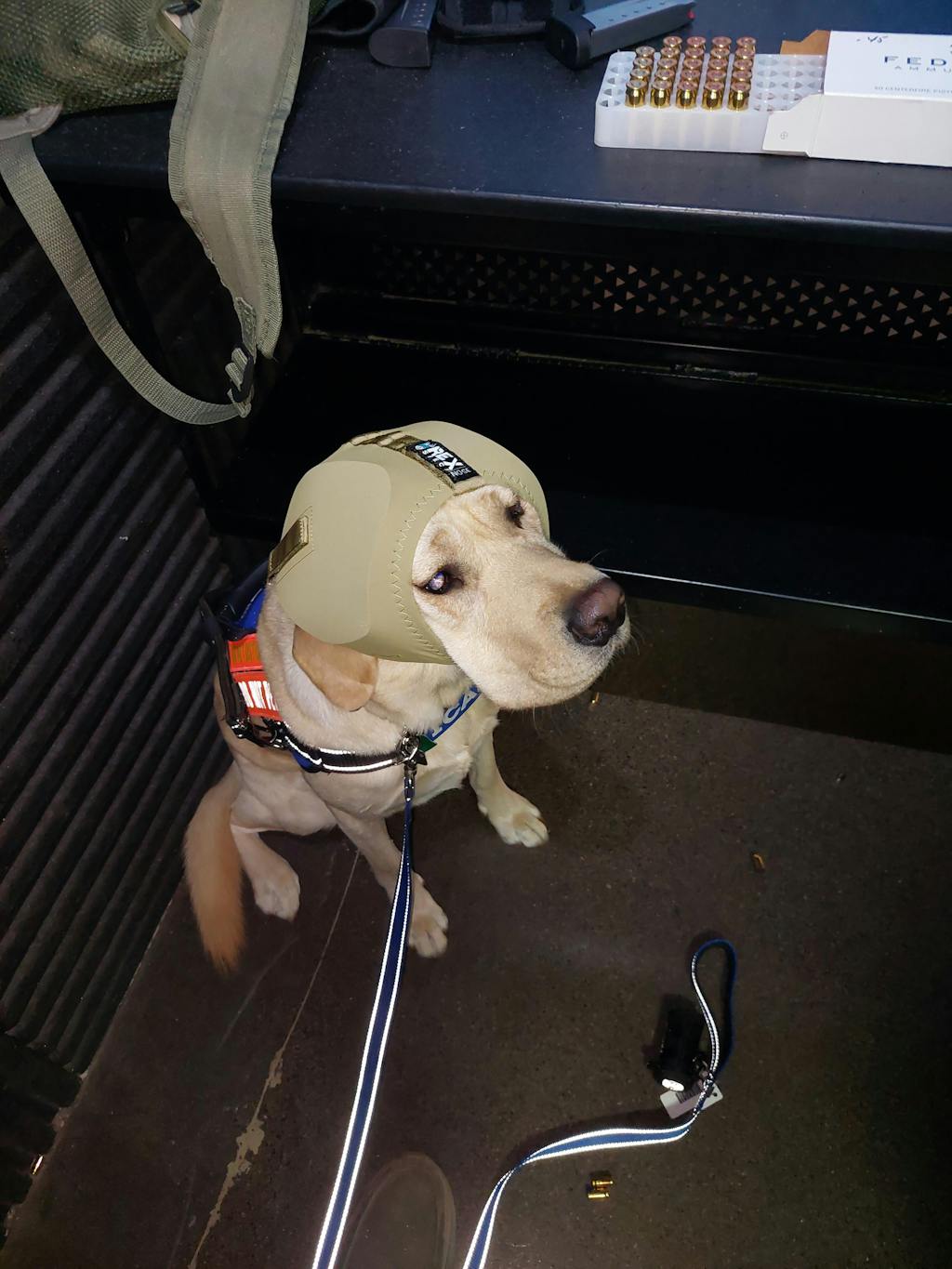 Ear Pro | Dog Ear & Hearing Protection | Rex Specs