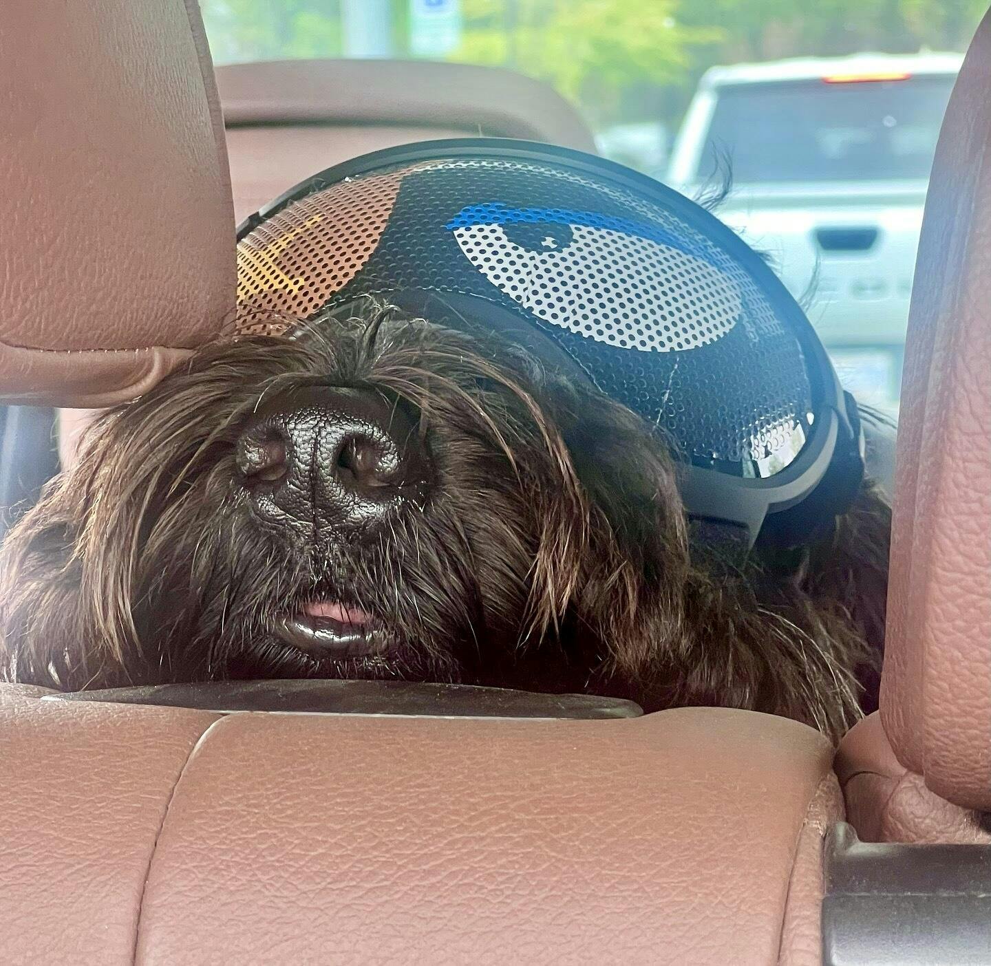 Lens Wraps Keep Your Dog's Rex Specs Lenses Clean & Scratch-Free