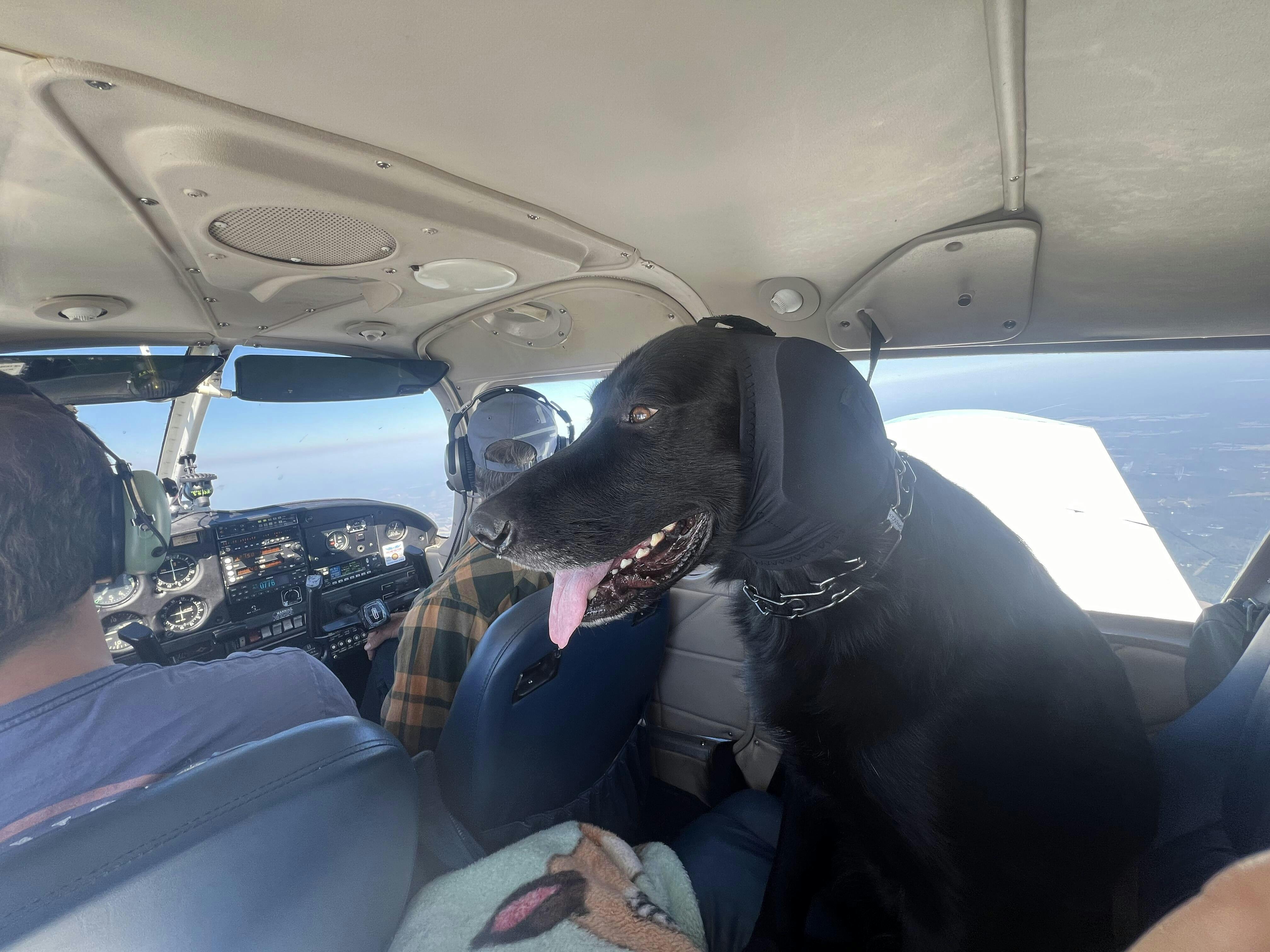 Ear Pro | Dog Ear & Hearing Protection | Rex Specs