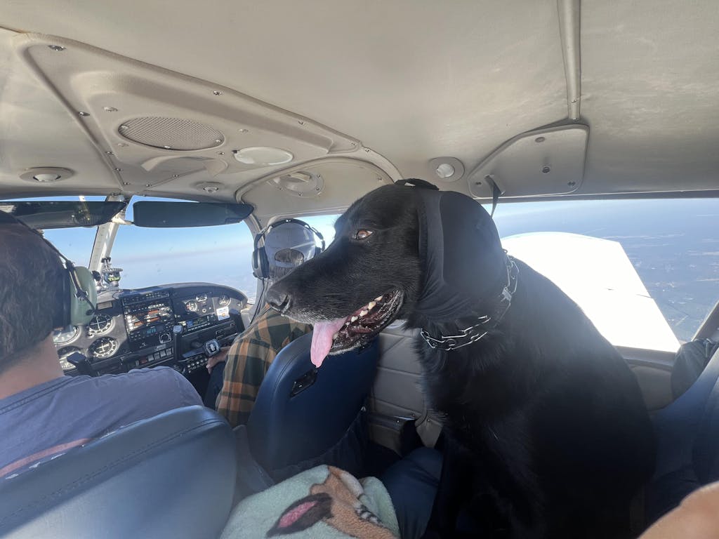 Ear Pro | Dog Ear & Hearing Protection | Rex Specs