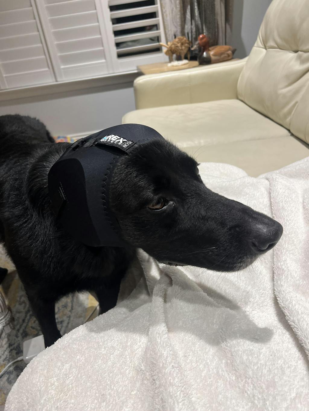 Ear Pro | Dog Ear & Hearing Protection | Rex Specs