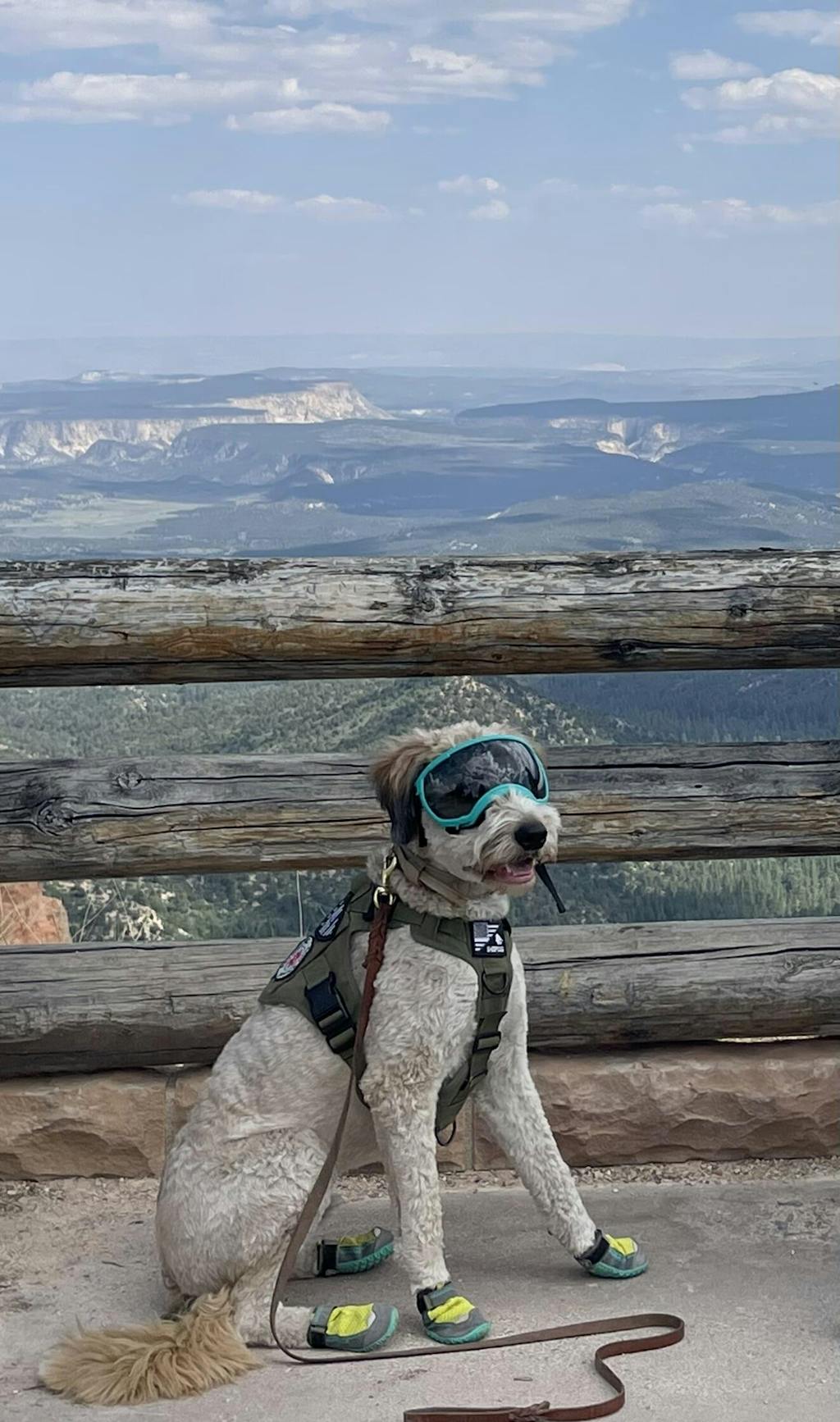 Ear Pro | Dog Ear & Hearing Protection | Rex Specs