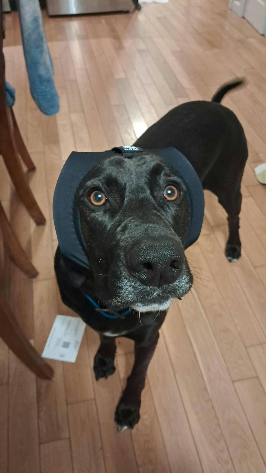 Ear Pro | Dog Ear & Hearing Protection | Rex Specs