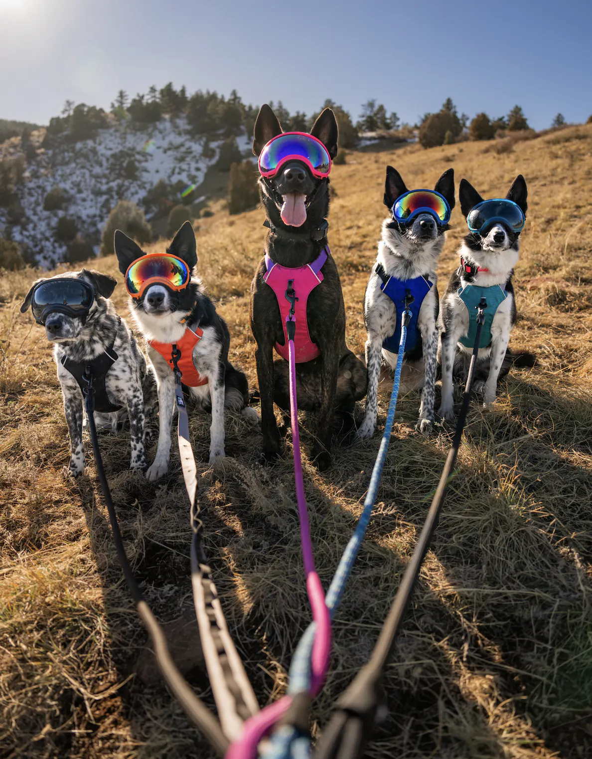 Trailhead Harness - Rex Specs