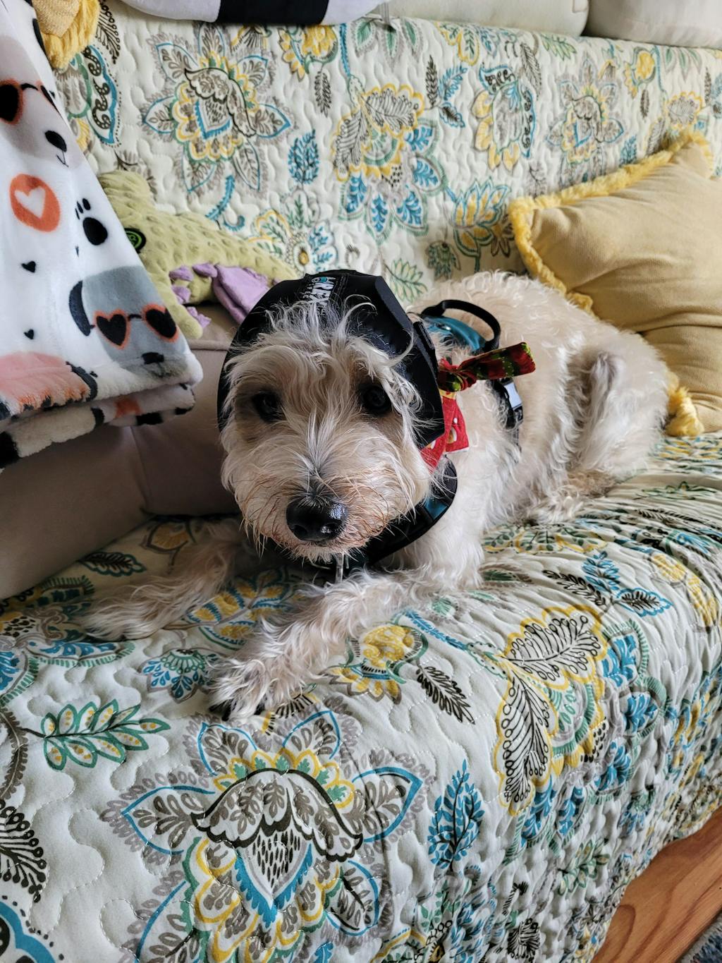 Ear Pro | Dog Ear & Hearing Protection | Rex Specs