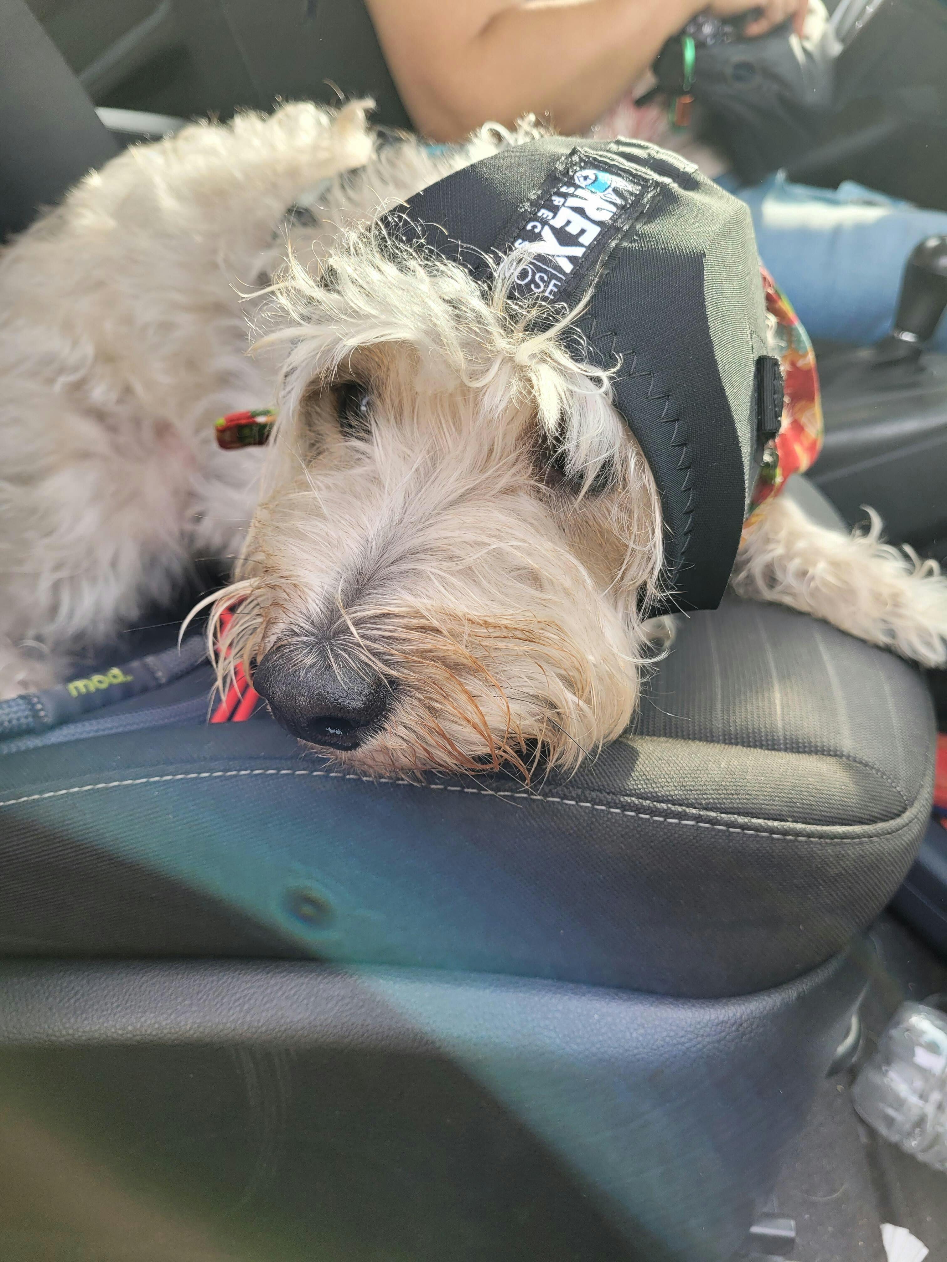 Ear Pro | Dog Ear & Hearing Protection | Rex Specs