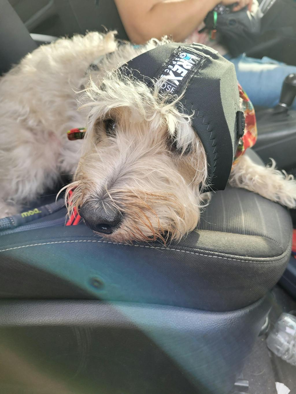 Ear Pro | Dog Ear & Hearing Protection | Rex Specs