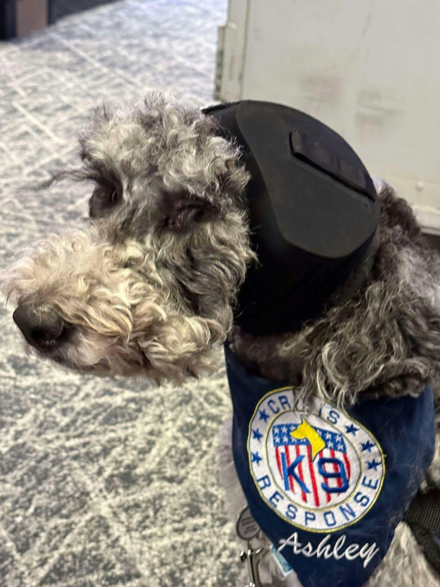 Ear Pro for Dogs – Rex Specs