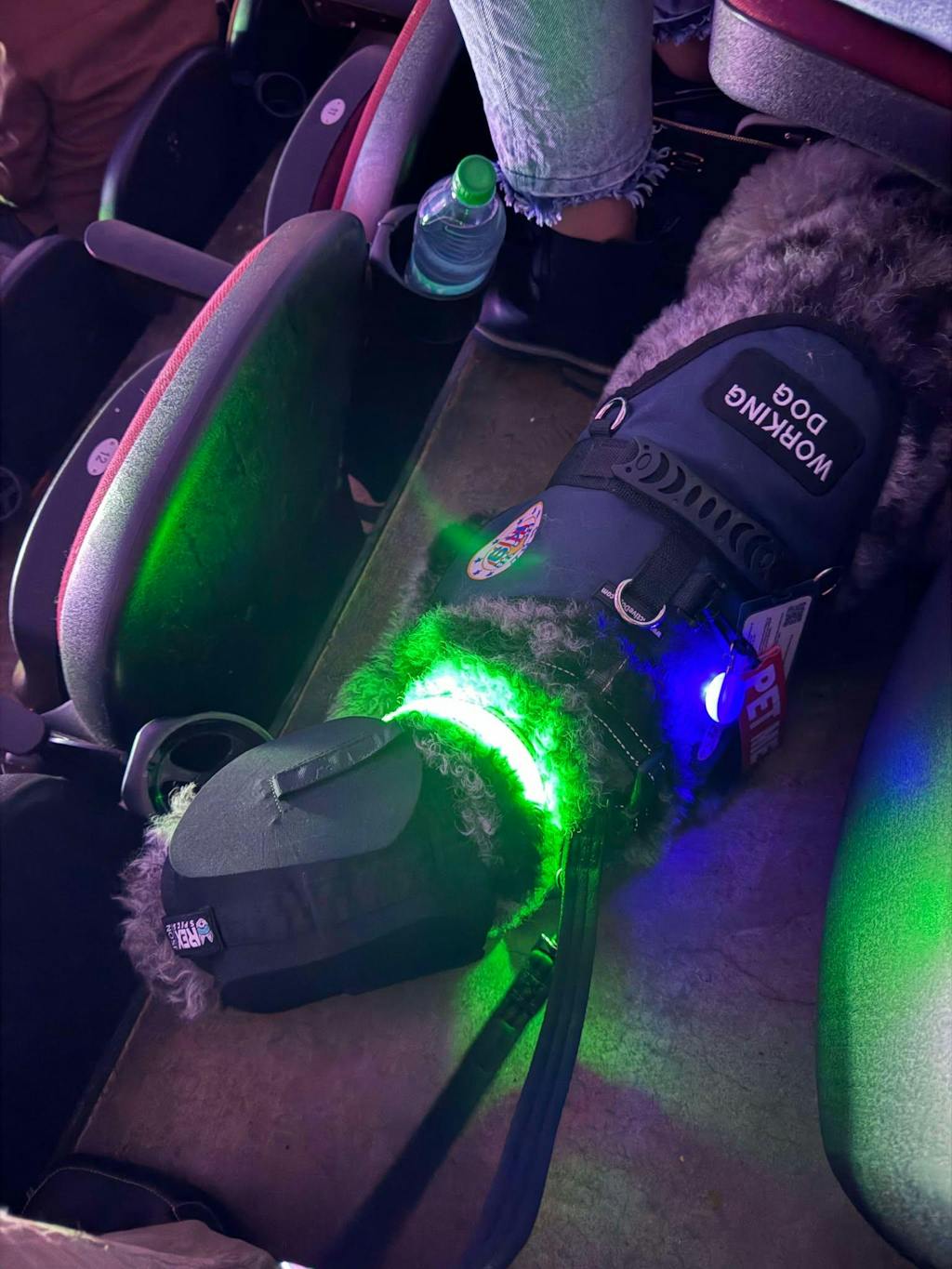 Ear Pro for Dogs – Rex Specs