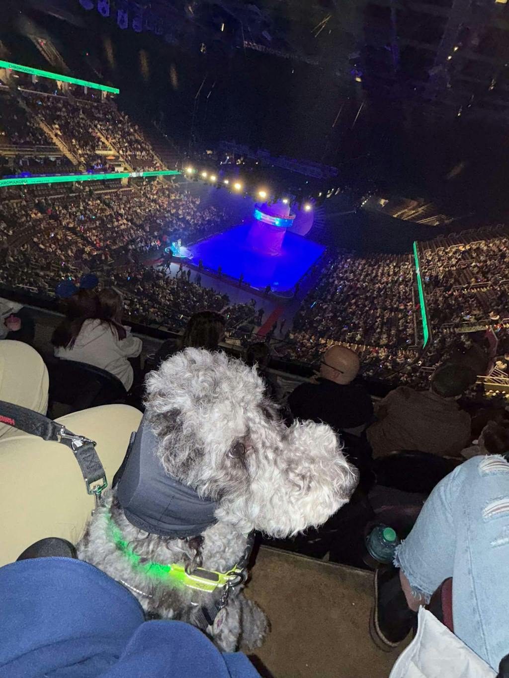 Ear Pro for Dogs – Rex Specs